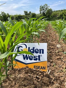 Egean shows its power